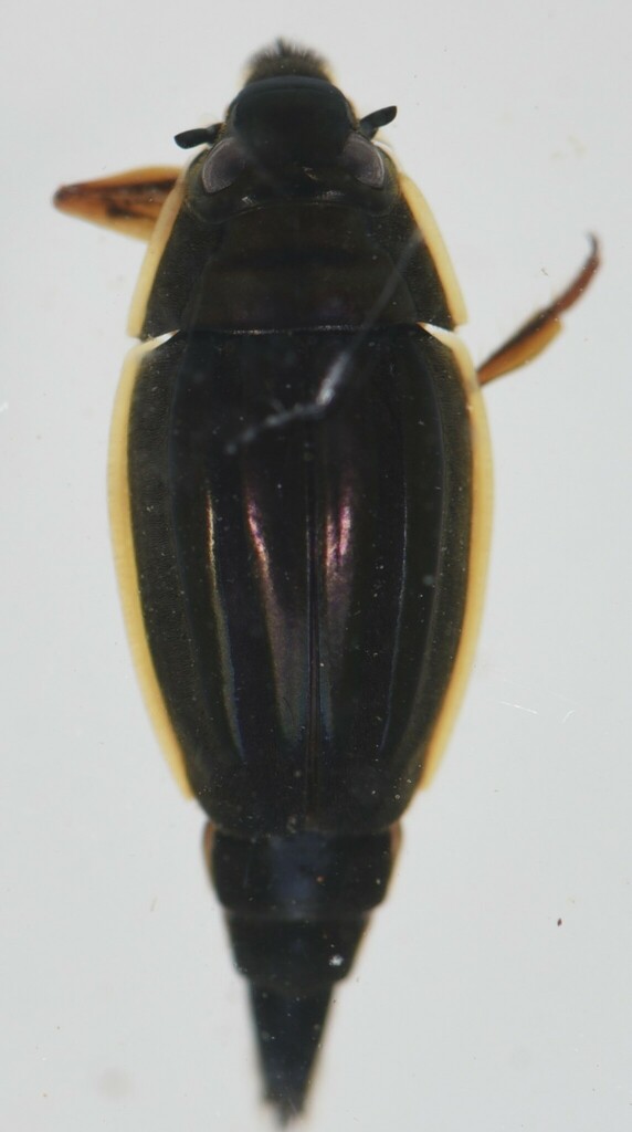 Orectogyrus from Ehlanzeni, ZA-MP, ZA on May 20, 2024 at 04:17 PM by ...