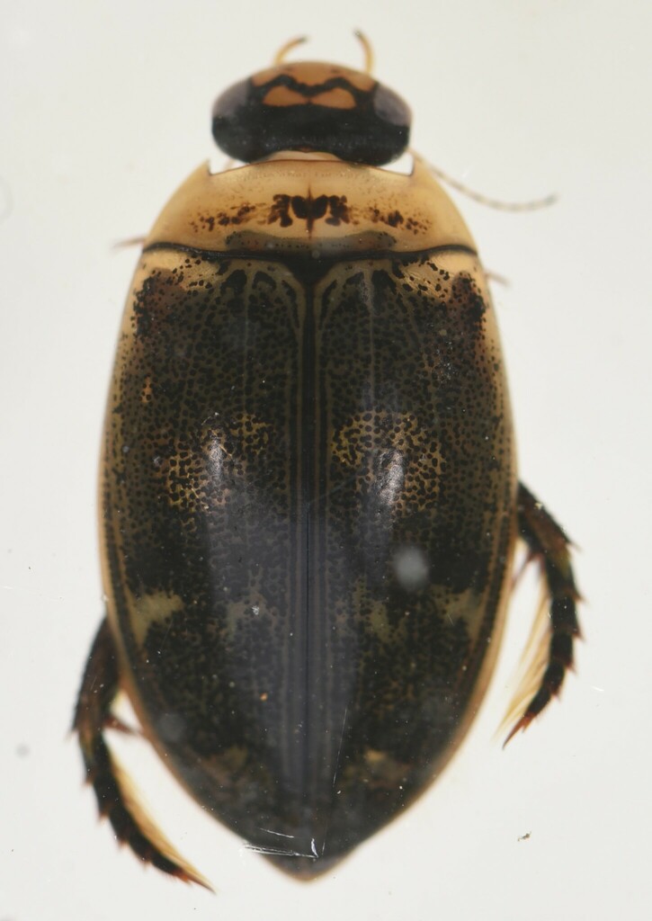 Hydaticus from Ehlanzeni, ZA-MP, ZA on May 25, 2024 at 08:37 AM by Rob ...
