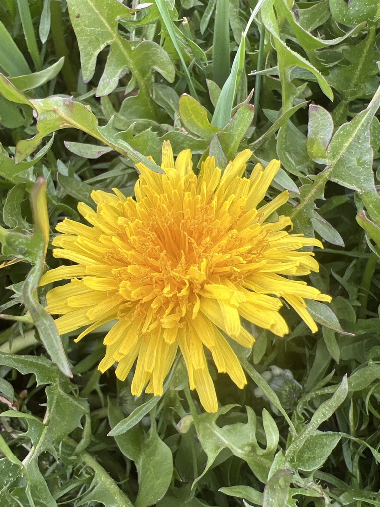 common dandelion from N Main St, Tetonia, ID, US on May 25, 2024 at 09: ...