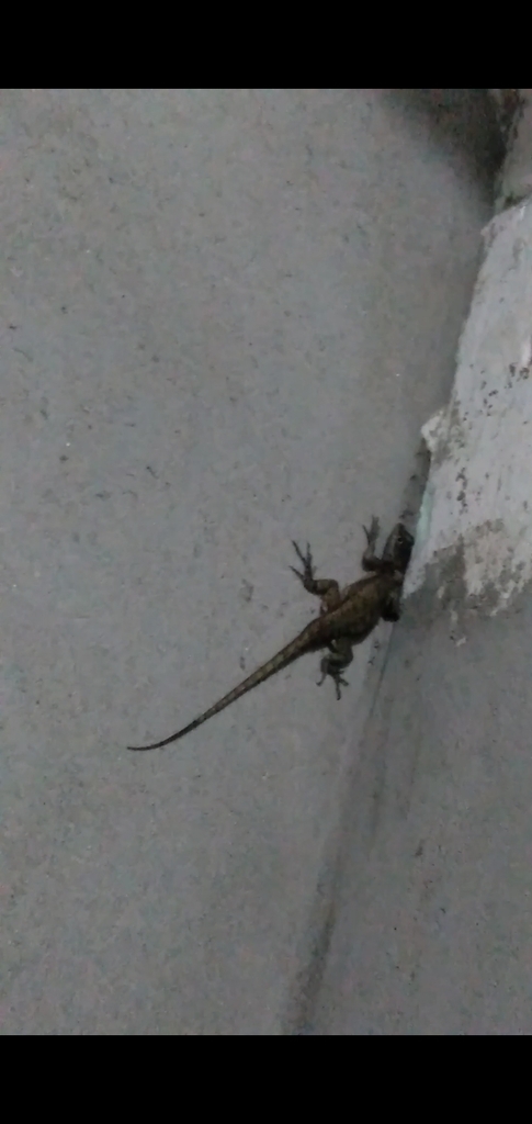 Peters' Lava Lizard from Bananeiras on May 25, 2024 at 10:08 AM by ...