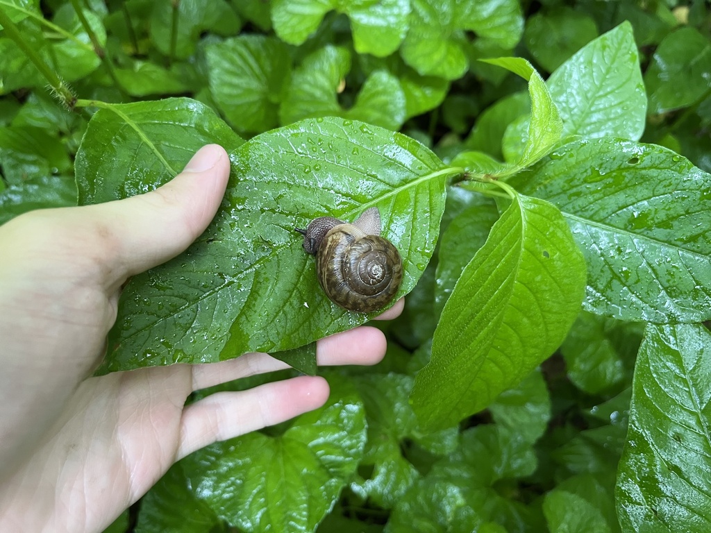Common Land Snails and Slugs from Pisgah National Forest, Newland, NC ...