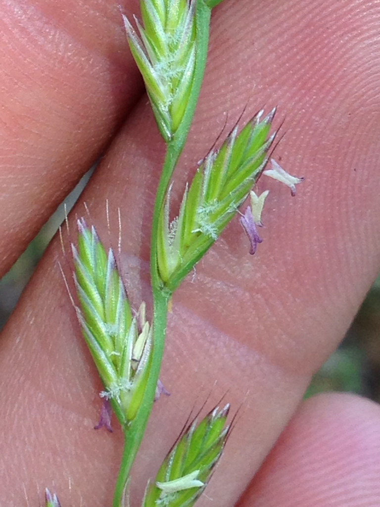 Italiaans raaigras (Plantenkennis: grasachtigen) · iNaturalist