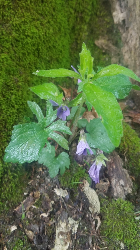 three-lobed violet from 1409 State Hwy KK, Troy, MO 63379, USA on May ...
