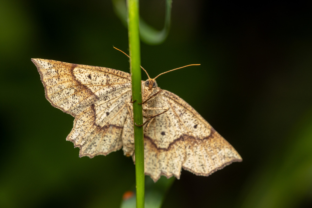 Euchlaena Moths from Garland, TX, USA on May 23, 2024 at 07:38 PM by ...