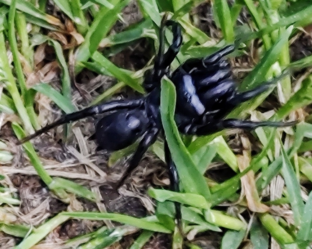 Black Purseweb Spider from Blacksburg, VA 24060, USA on May 19, 2024 at ...