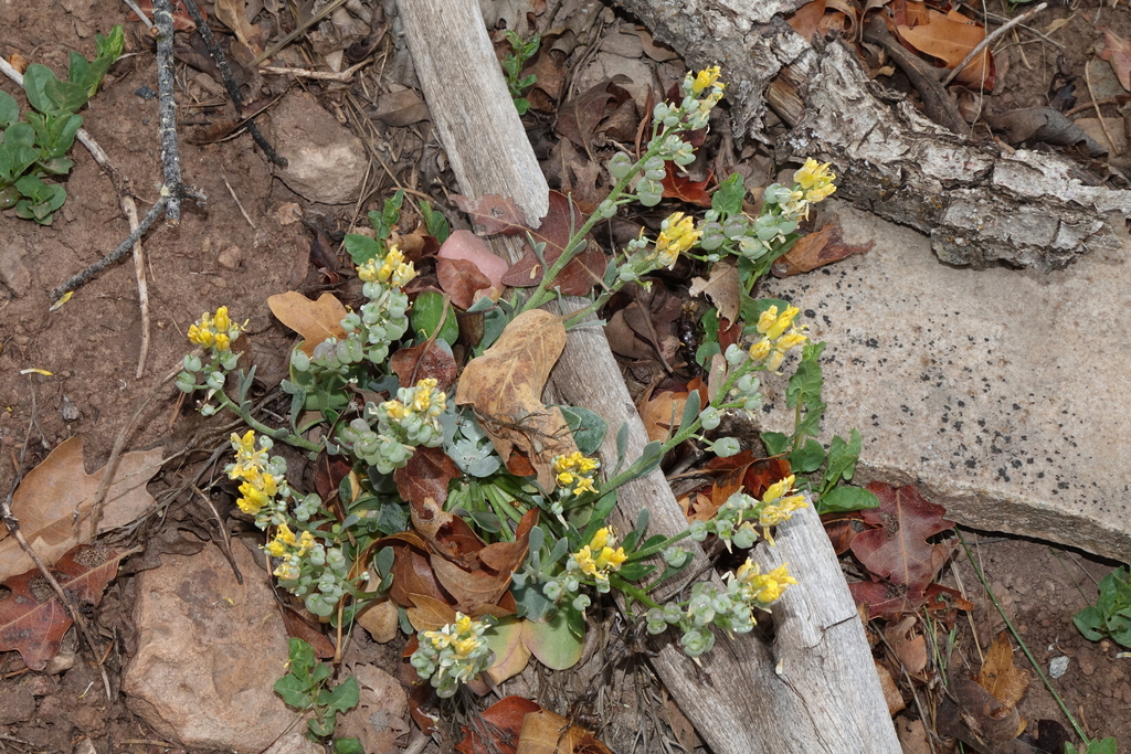 Double Bladderpod from San Miguel County, CO, USA on May 21, 2024 at 08 ...
