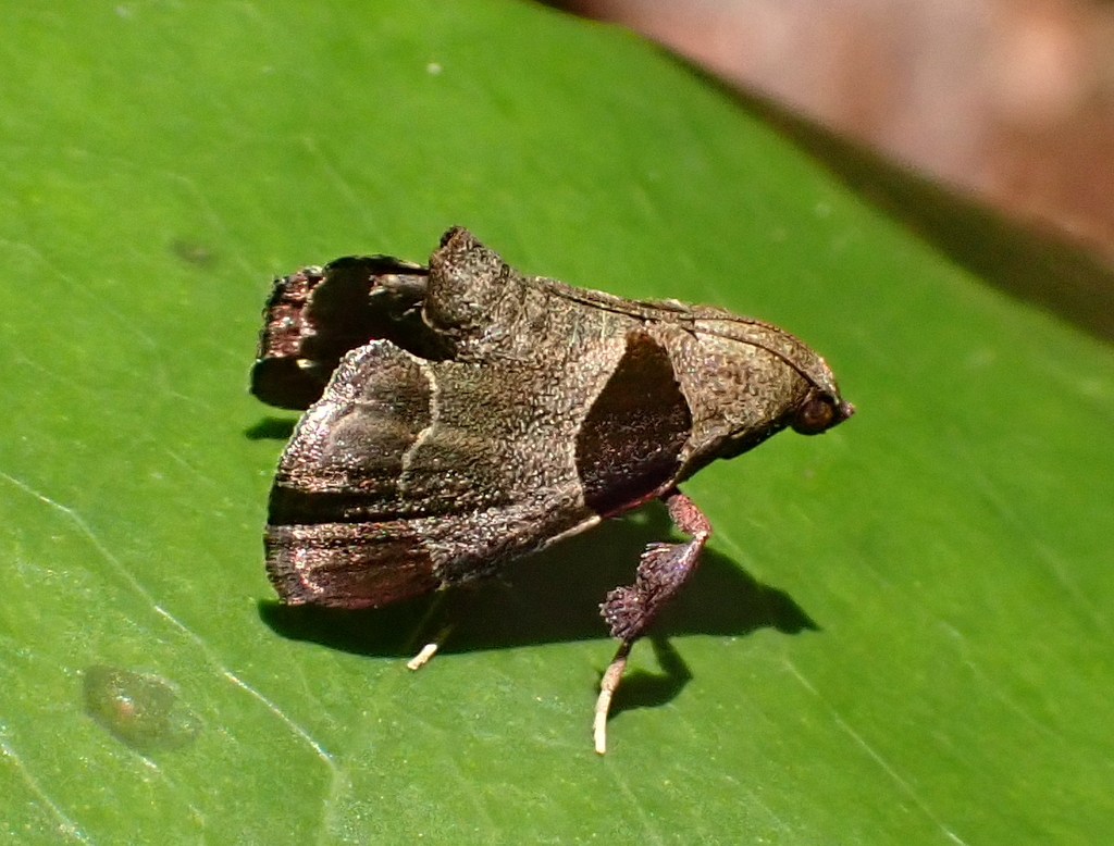 Dimorphic Tosale Moth from Powhite Park, 7200 Jahnke Rd, Richmond, VA ...