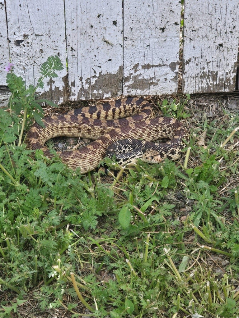 Gopher Snake from Littleton, CO 80120, USA by ameraki. This gopher ...
