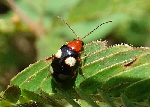 Monolepta elegans · iNaturalist United Kingdom