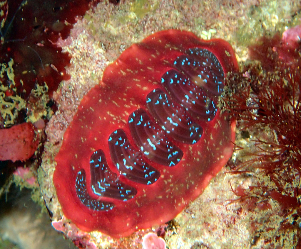 Tonicia disjuncta (Becasses Check List) · iNaturalist