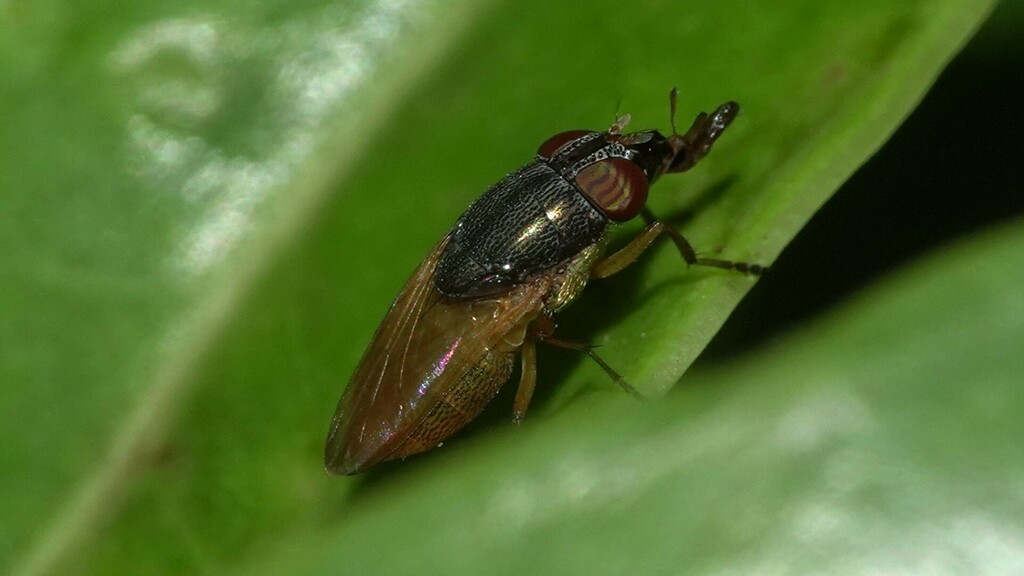Rhinia apicalis from Lingmala, Mahabaleshwar, Maharashtra on May 11 ...