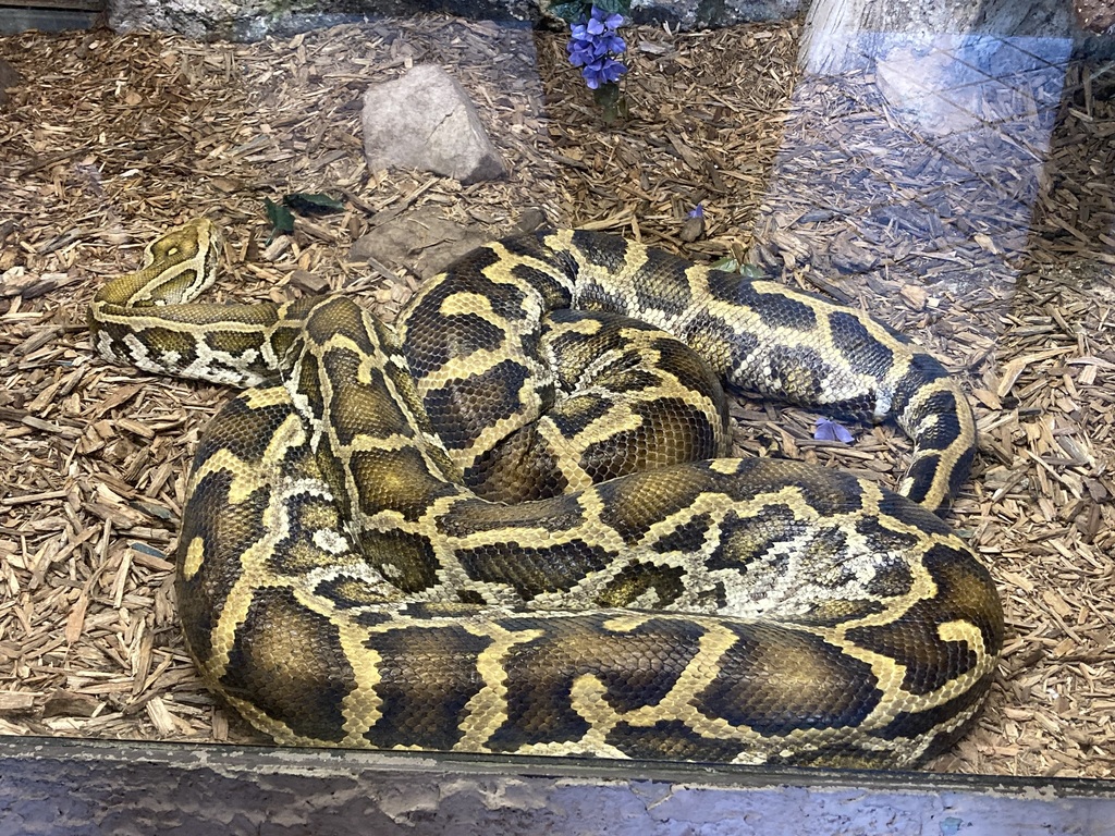 Burmese Python in May 2024 by Matthew Inabinett. Memphis Zoo · iNaturalist