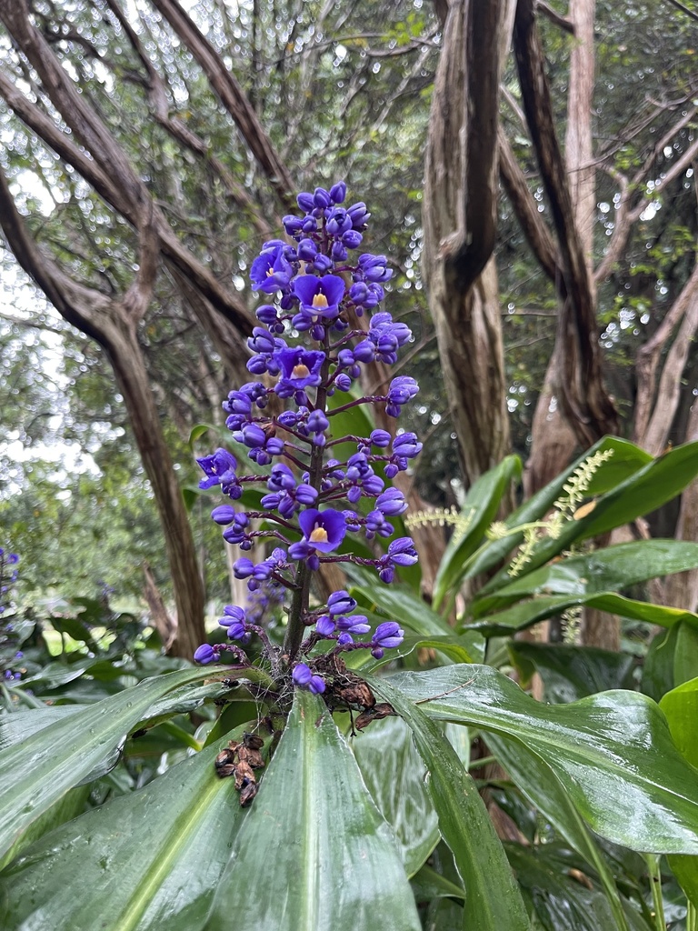 Blue ginger from Brisbane Botanic Gardens, Brisbane, QLD, AU on May 25 ...