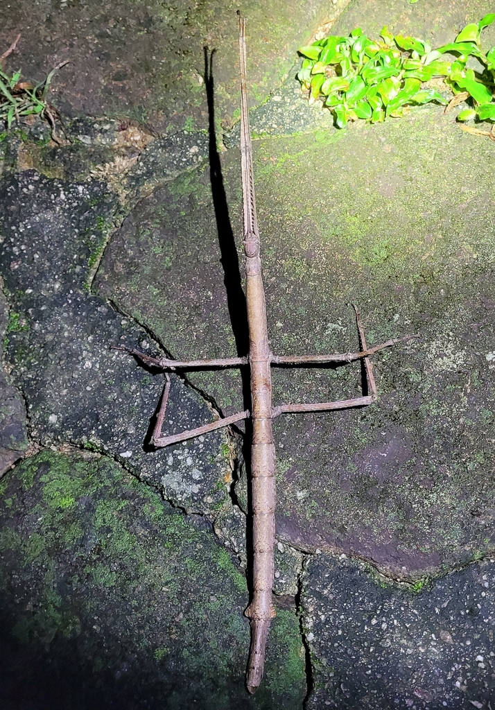 Tirachoidea jianfenglingensis from 香港馬鞍山西沙路近泥涌 on May 25, 2024 at 10:32 ...