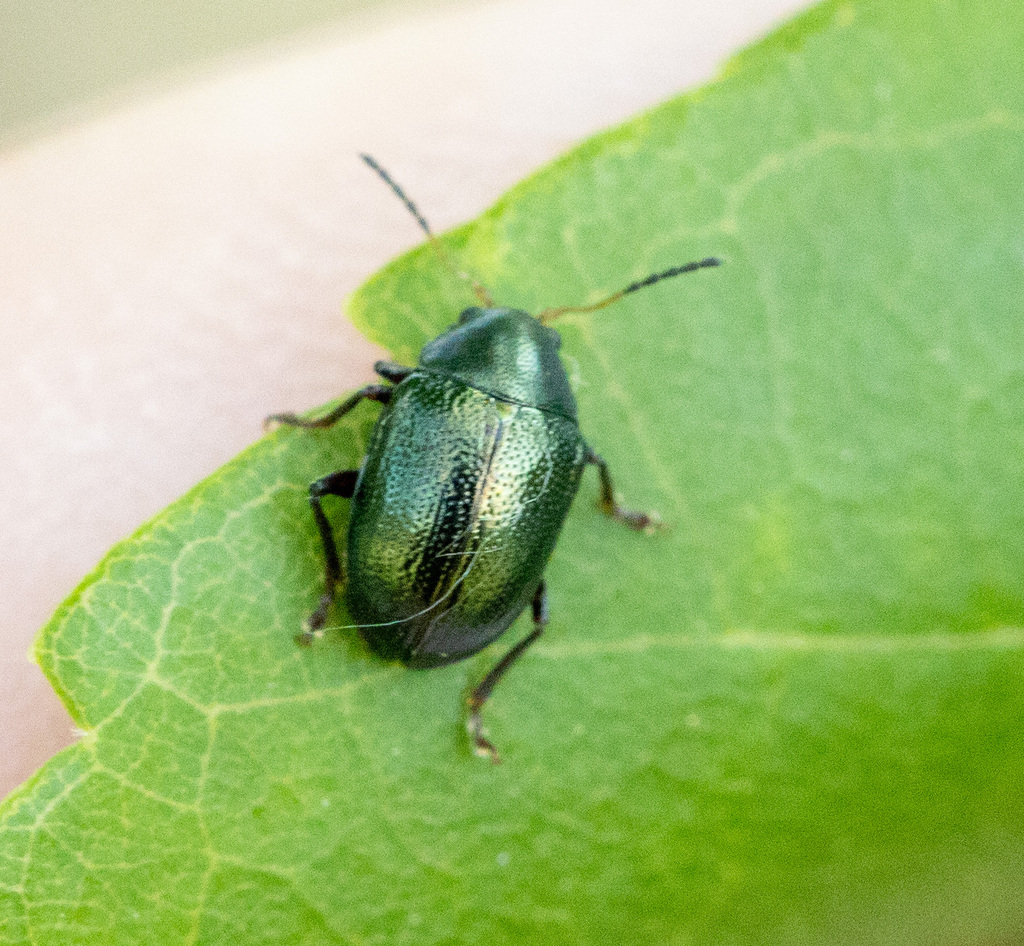 Leaf Beetles from Centerville, OH, USA on May 23, 2024 at 11:21 PM by ...