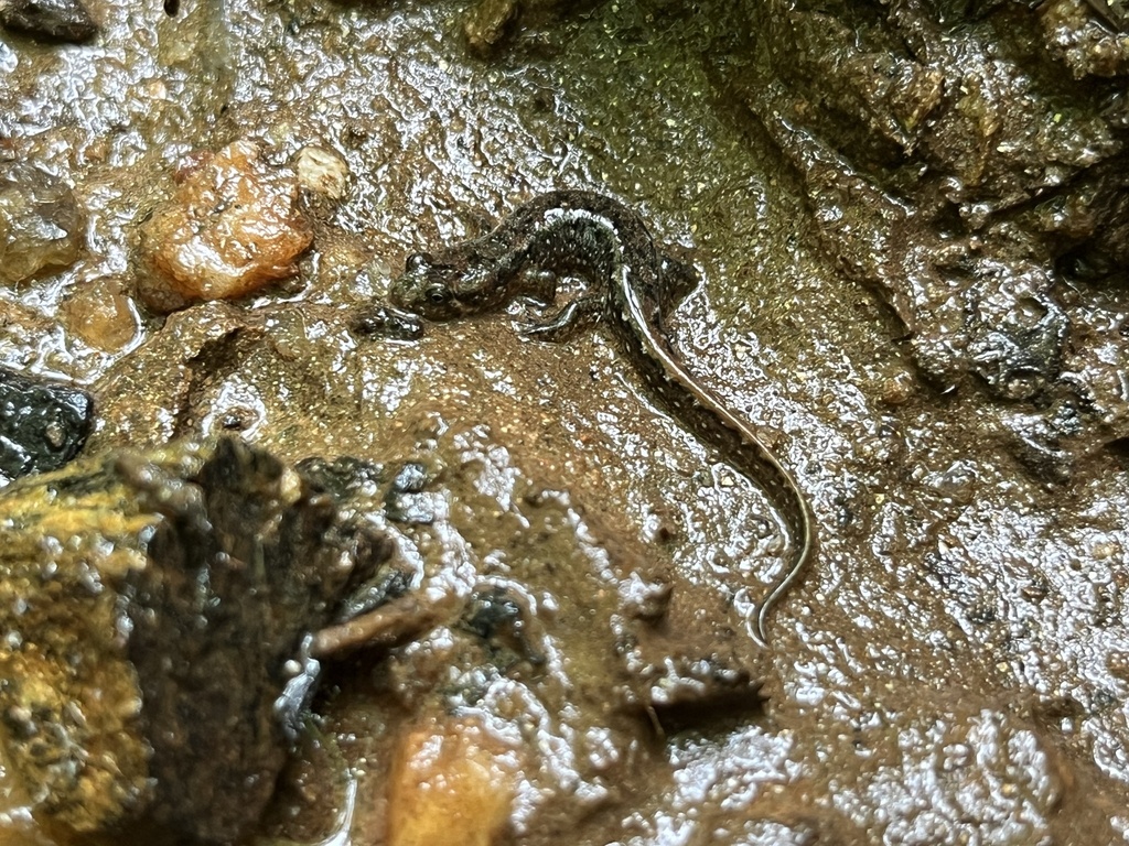 Wolf Dusky Salamander in May 2024 by Matthew · iNaturalist