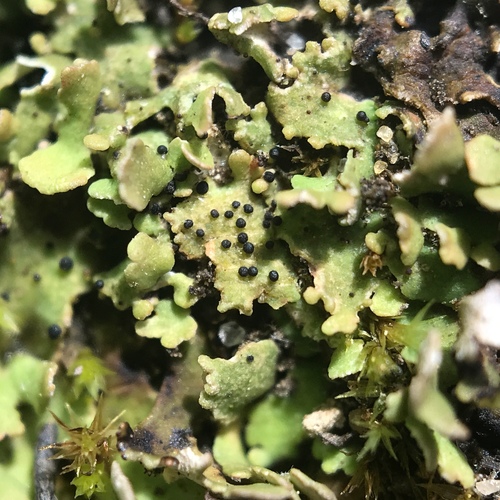 Genus Epicladonia · iNaturalist