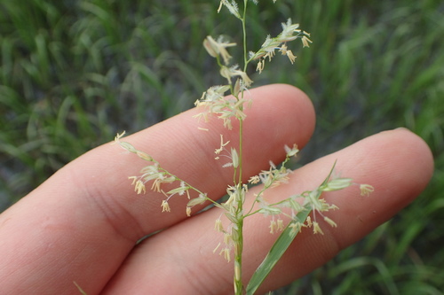 Native rice grass (Nash Prairie Plants List) · iNaturalist