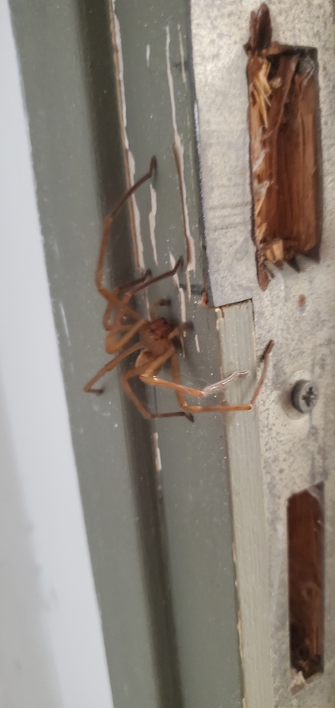 Huntsman Spiders from אורנים, Kiryat Tiv'on, Israel on May 15, 2024 at ...