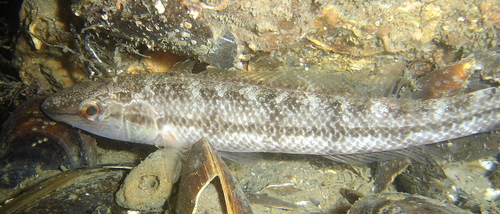 Genus Neoodax · iNaturalist United Kingdom