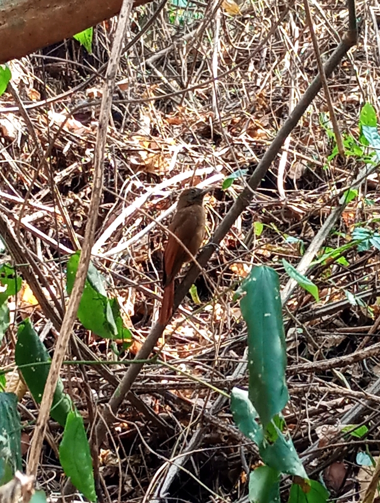 Plain-brown Woodcreeper from 9753+G74 Parque Nacional Yurubi Area ...
