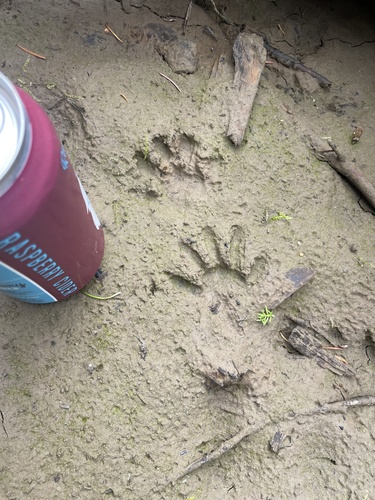 Raccoon Tracks – NatureTracking