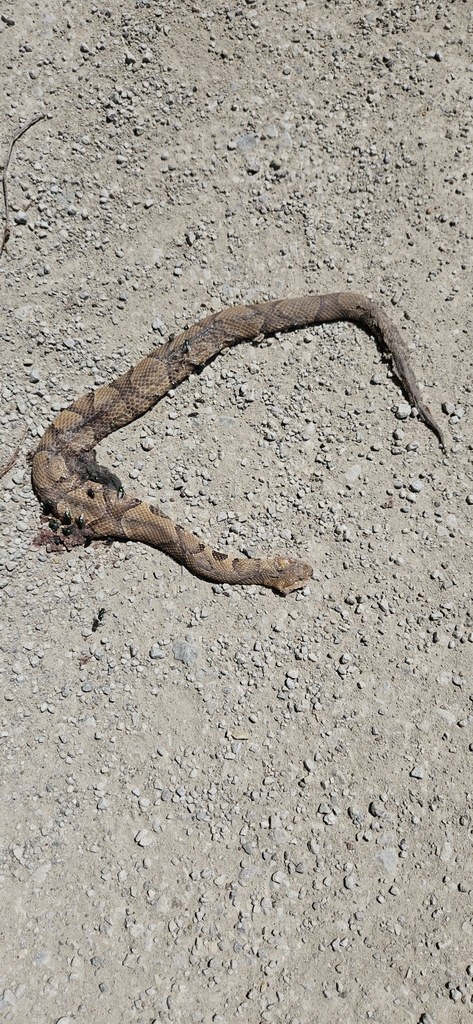 Eastern Copperhead from Tecumseh, KS 66542, USA on May 25, 2024 at 02: ...