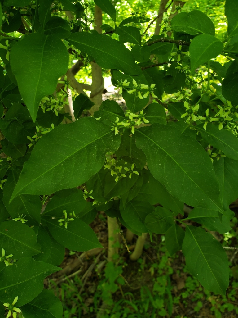 Hamilton's spindle from Uncle Sam Rail Trail on May 25, 2024 at 12:32 ...