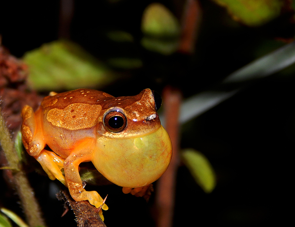Rana arbórea amarillenta (Papa´s Place) · iNaturalist