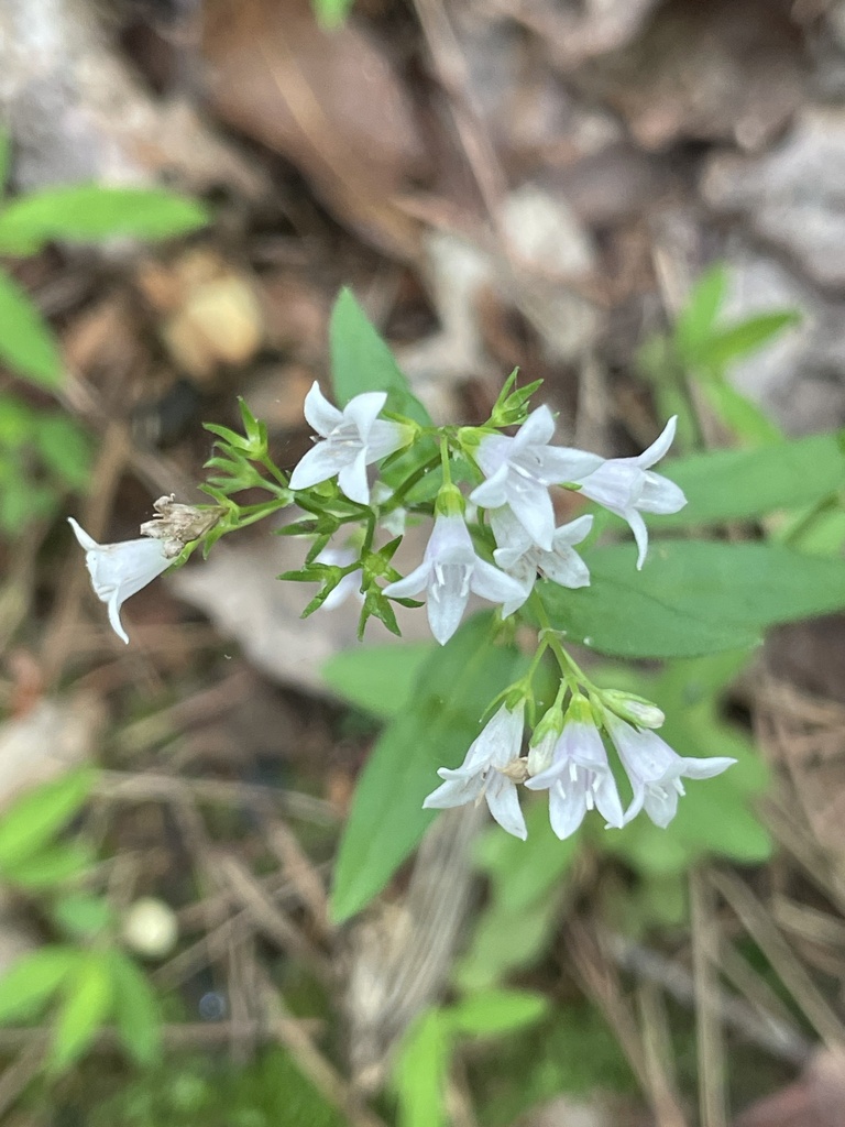 summer bluet from Sweet Gum Cir, Jasper, GA, US on May 23, 2024 at 12: ...