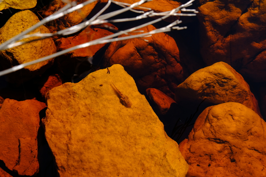 Cape Ghost frog in January 2022 by Justin Hawthorne. Jonkershoek Fire ...