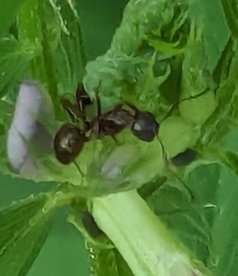 Bearded Carpenter ant from Liberty Corner, Bernards, NJ 07920, USA on ...