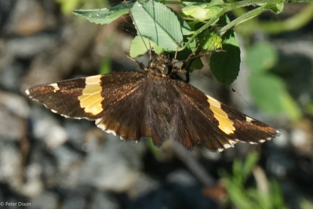 Golden Banded-Skipper from Madison County, US-NC, US on May 22, 2024 at ...