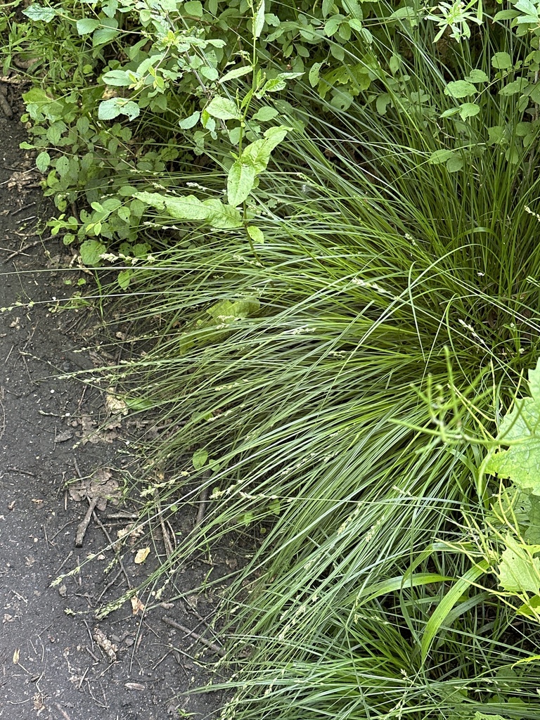 Grey Sedge from Palmer Lane, Maldon, England, GB on May 25, 2024 at 05: ...