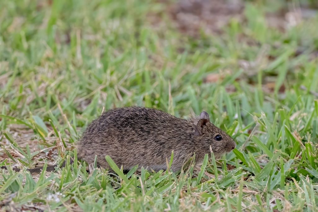Hispid Cotton Rat from Leonabelle Turnbull on May 25, 2024 at 08:41 AM ...