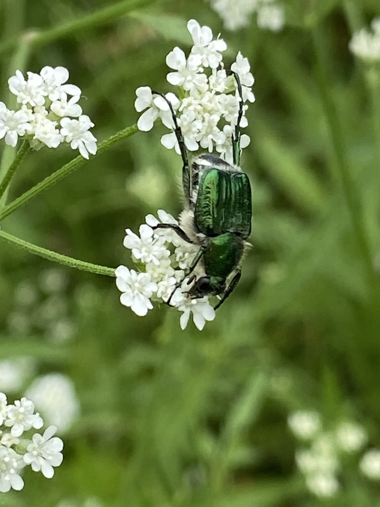 Emerald Flower Scarab from Forestburg, TX, US on May 25, 2024 at 10:20 ...