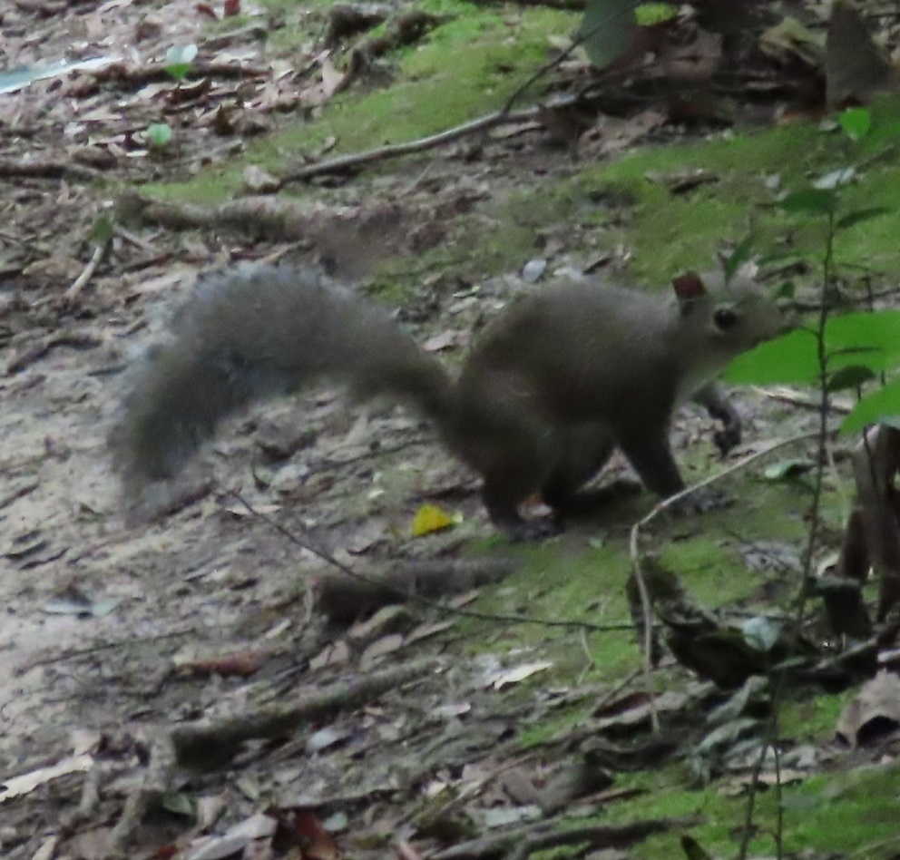 Eastern Gray Squirrel from Edith L Moore Nature Sanctuary, Houston, TX ...
