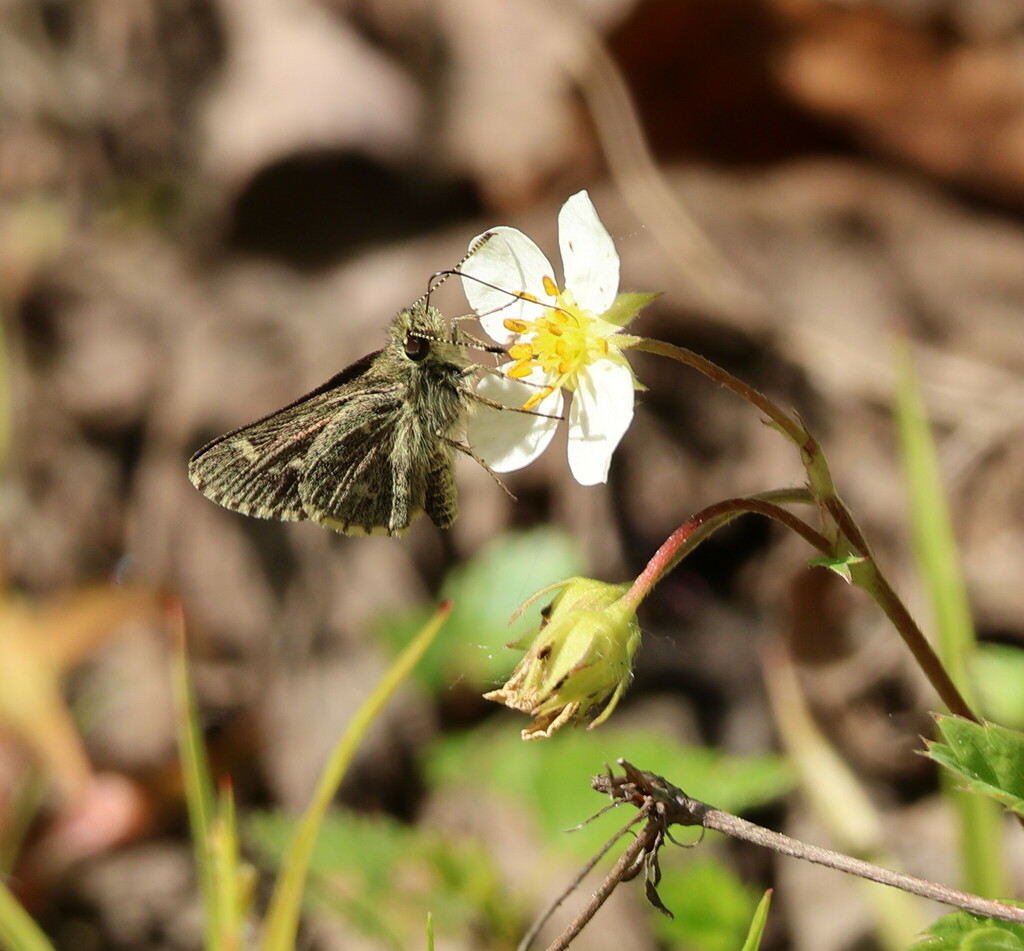 Pepper and Salt Skipper from coos county, nh on May 25, 2024 at 09:27 ...