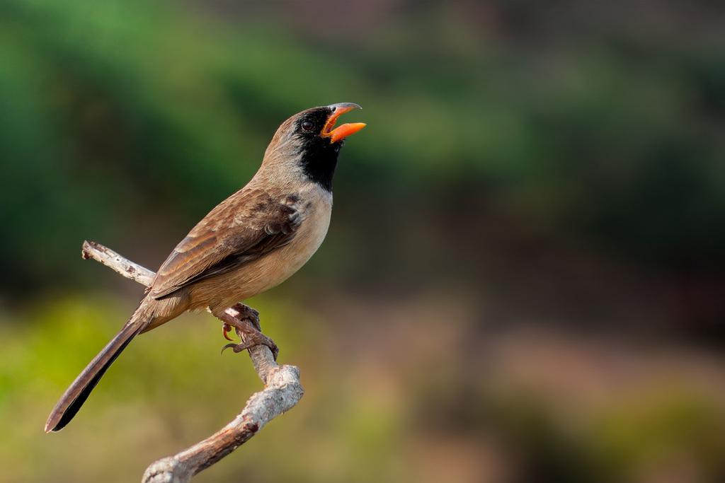 Black-throated Saltator from Caconde, SP, 13770-000, Brasil on May 24 ...