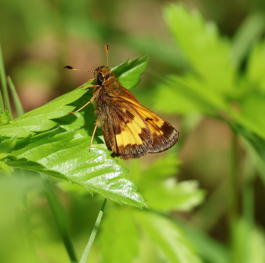 Hobomok Skipper from coos county, nh on May 25, 2024 at 10:07 AM by ...