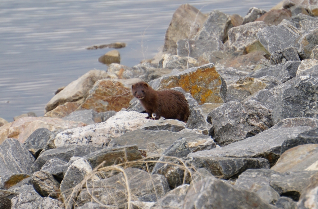 American Mink from st. vrain state park, co on May 26, 2016 by Matt ...