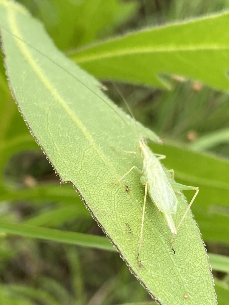 Common Tree Crickets from Forestburg, TX, US on May 25, 2024 at 11:35 ...