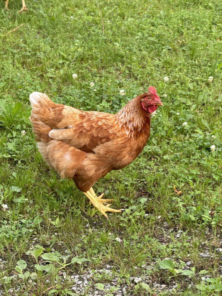 Domestic Chicken from Ashcake Rd, Ashland, VA, US on May 25, 2024 at 05 ...