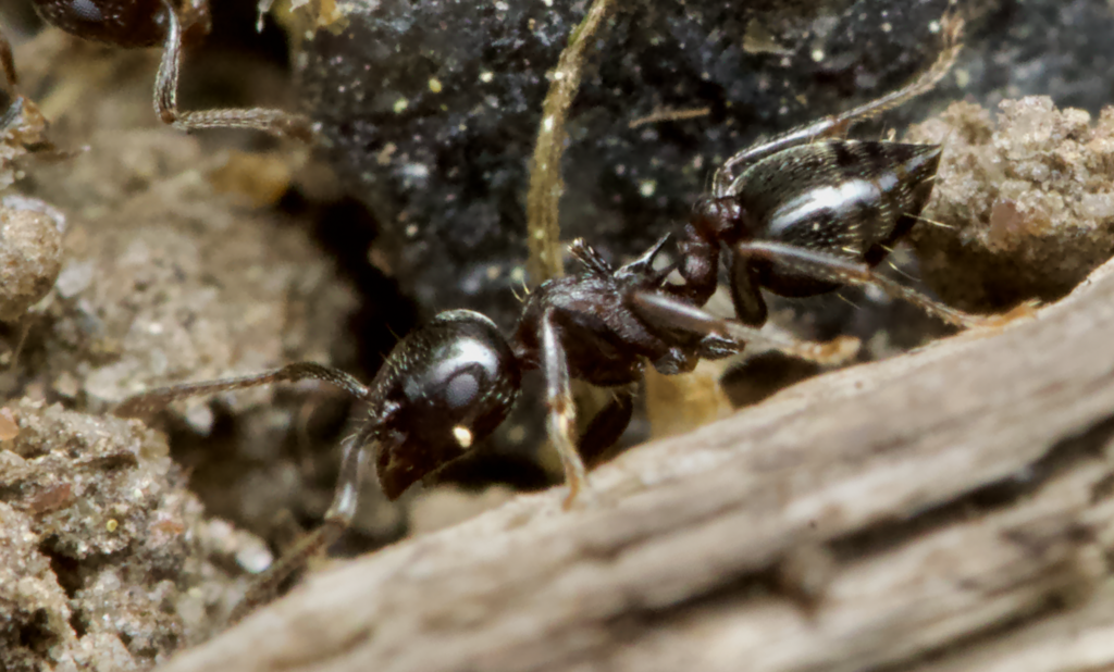 Cherry Acrobat Ant from Saratoga County, NY, USA on May 25, 2024 by ...