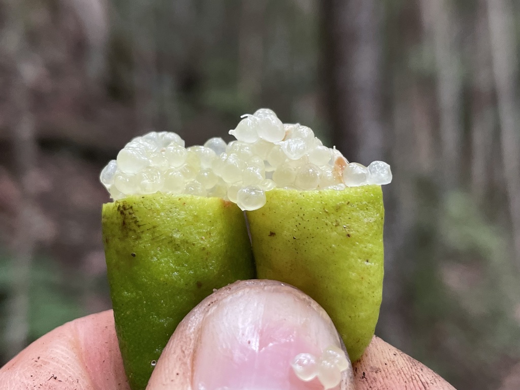 Finger Lime from Lamington National Park, O'Reilly, QLD, AU on May 15 ...