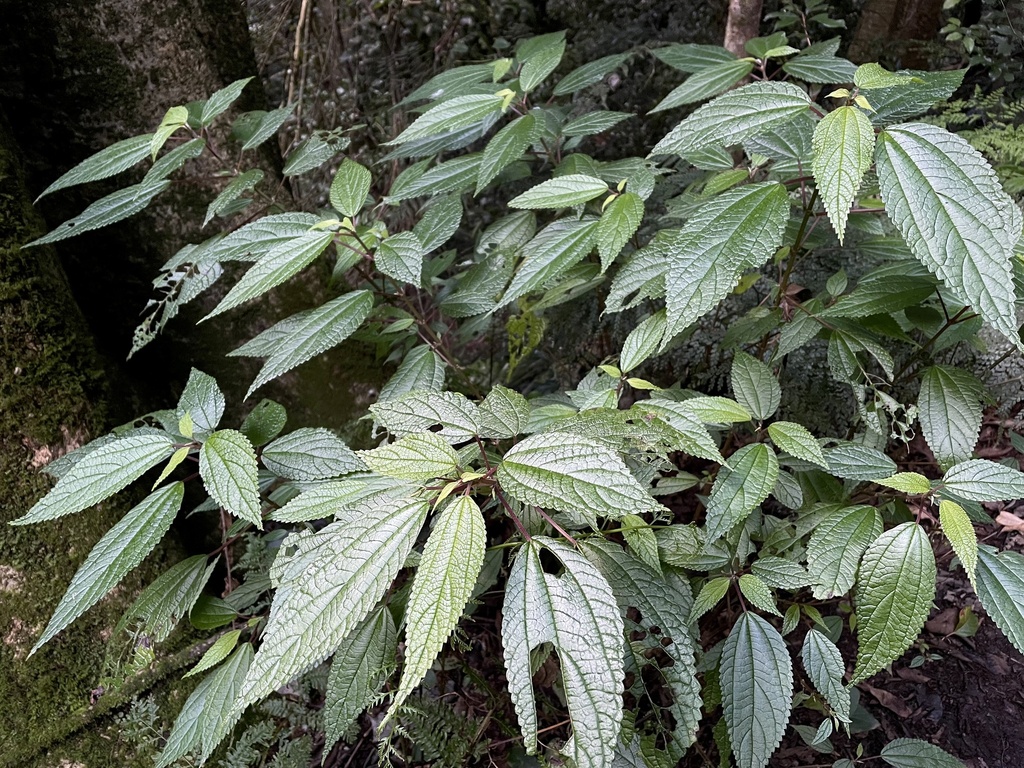 native ramie from Lamington National Park, O'Reilly, QLD, AU on May 15 ...