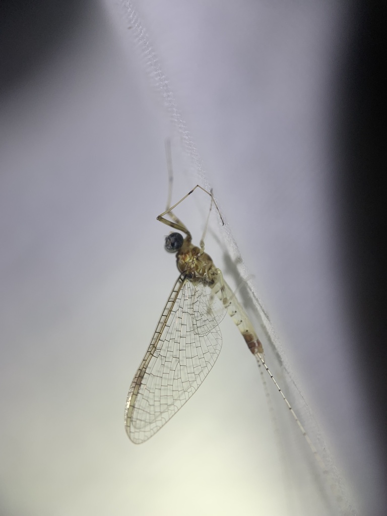 Modest Flat-headed Mayfly from Willa Rd, Newark, DE, US on May 24, 2024 ...
