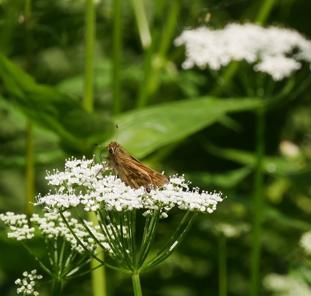 Huron Sachem in May 2024 by Rita Tomassetti · iNaturalist