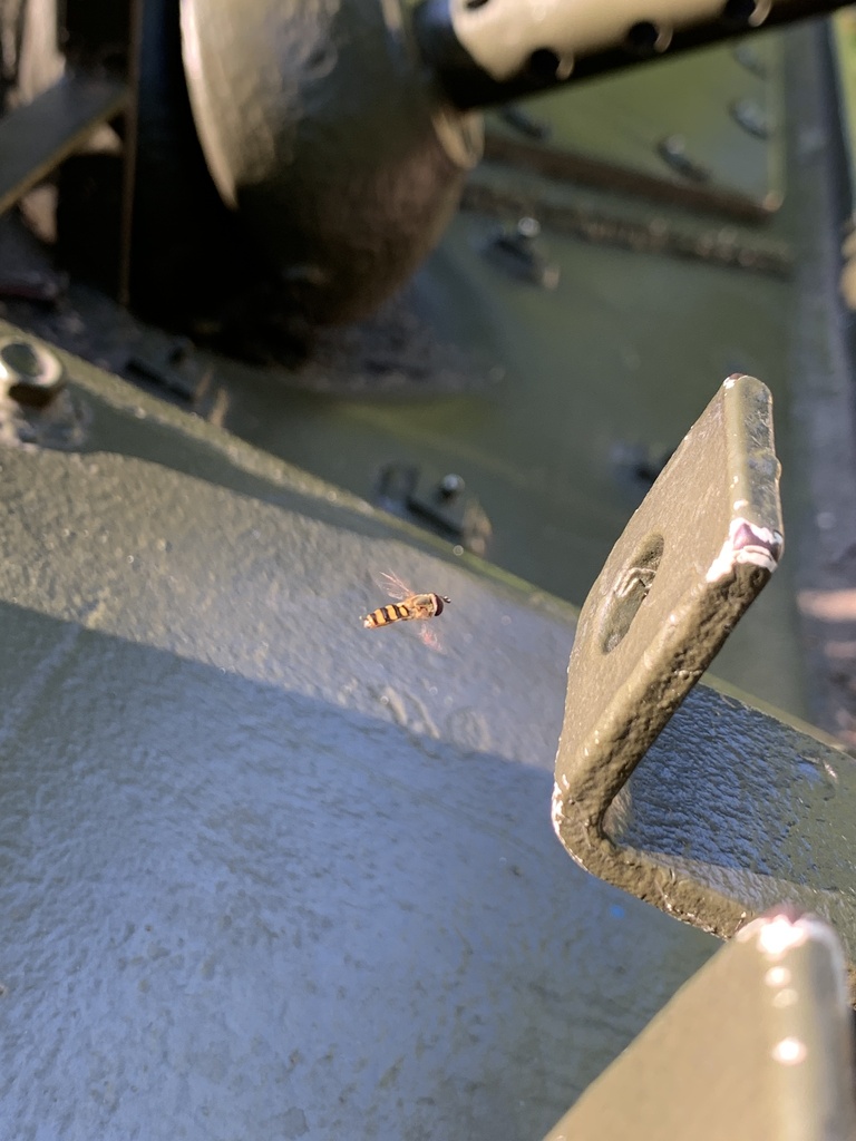 Long-tailed Aphideater Complex from Cantigny Park, Wheaton, IL, US on ...