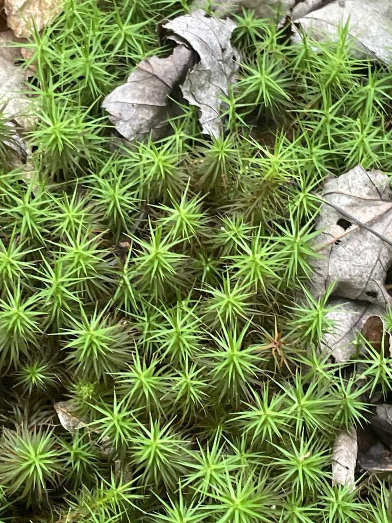 Common Haircap Moss in May 2024 by jdudko · iNaturalist